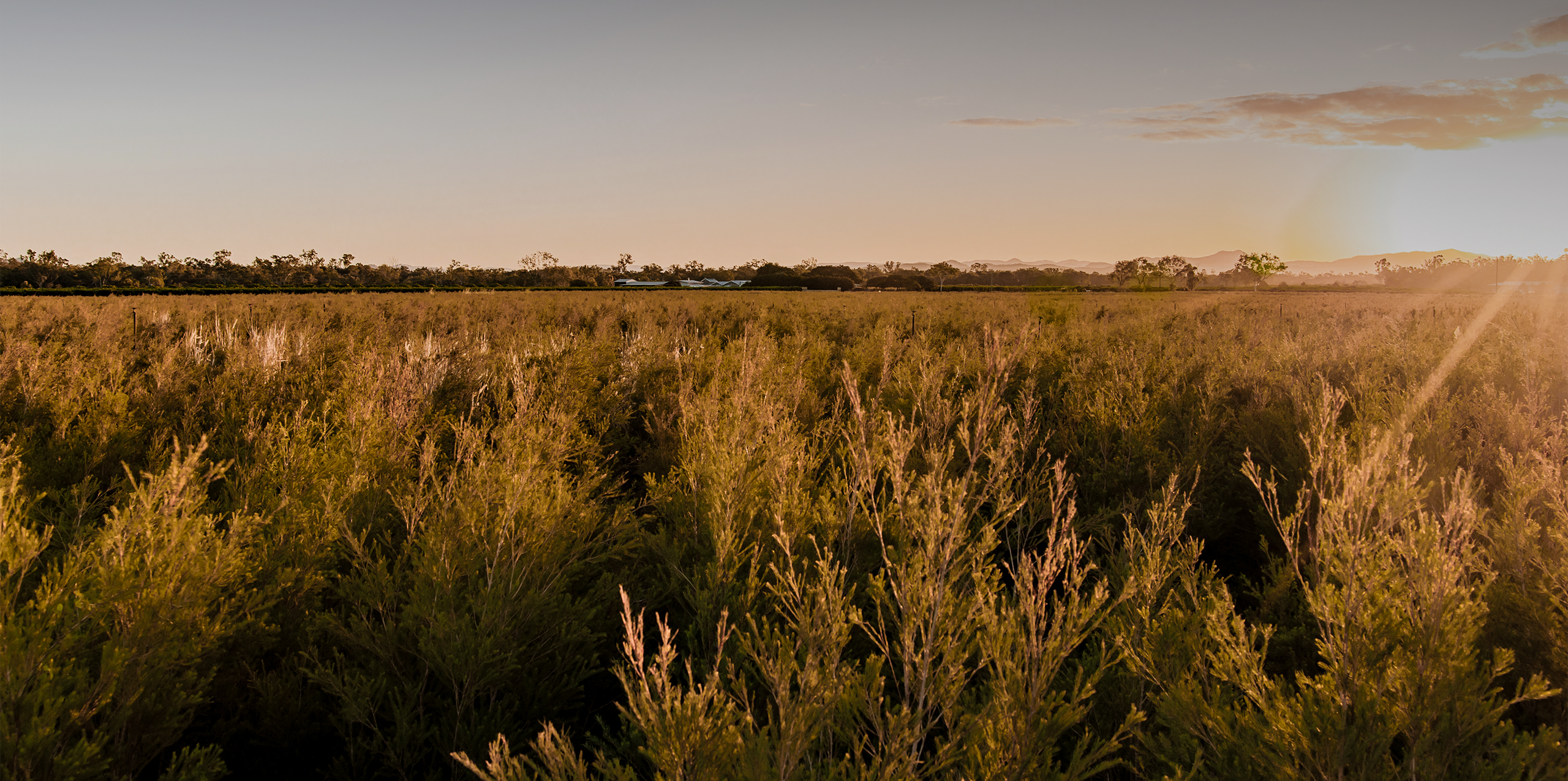 The story behind Milinder Farming Tea Tree Oil